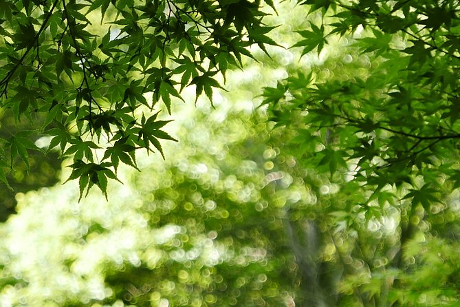 Minoh Waterfall and Nature Walk Through the Minoh Park - Encountering the Wild Monkeys of Minoh Park