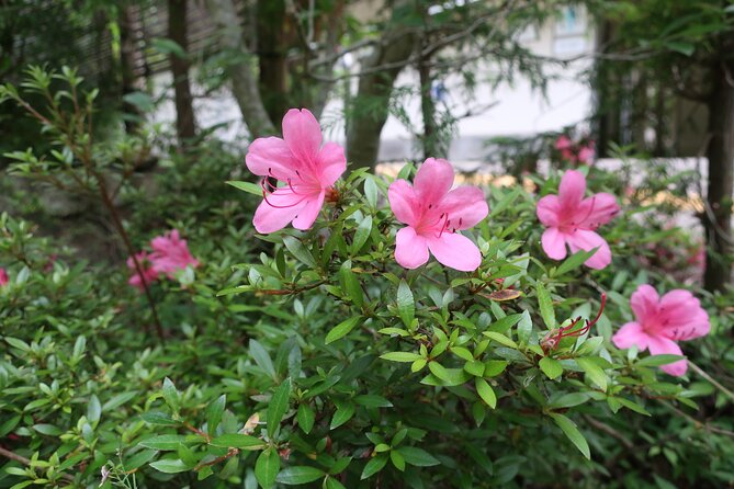 Minoh Waterfall and Nature Walk Through the Minoh Park - Booking and Pricing Information