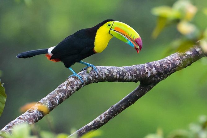 Miravalles Volcano and Waterfalls From Playa Hermosa - Traveler Requirements and Recommendations