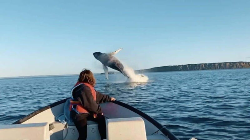 Mirissa Blue Whale - Watching Tour: A Majestic Adventure Day - Key Points