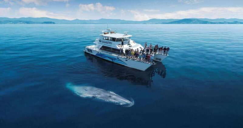 Mirissa Blue Whale - Watching Tour: A Majestic Adventure Day - The Value of the Experience