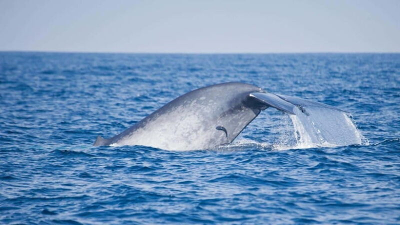 Mirissa Blue Whale - Watching Tour: A Majestic Adventure Day - Who Will Love This Tour?