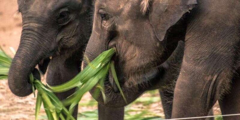 Mirissa/Galle: Transfer to Ella & YALA & UDAWALAWA Safaris - Practical Details and What to Expect