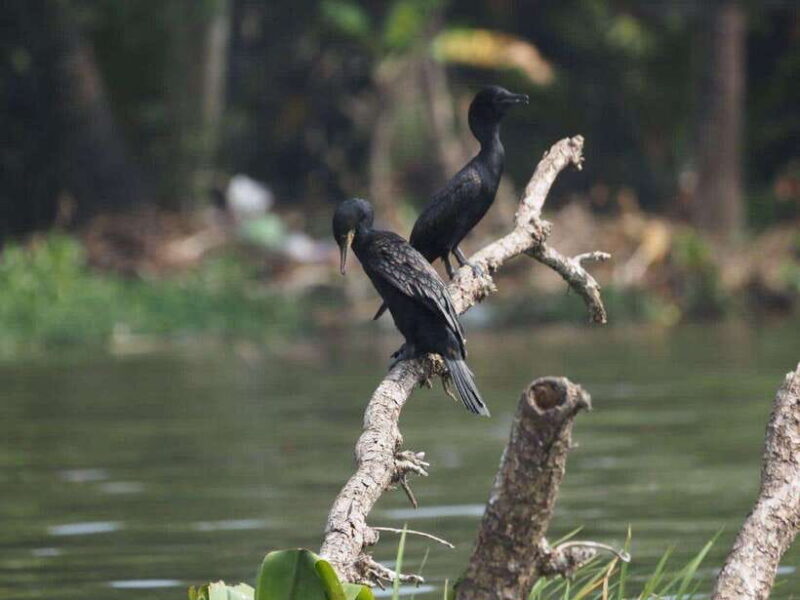 Mirissa: Nilwala River Bird Watching and Crocodile Tour - Key Points