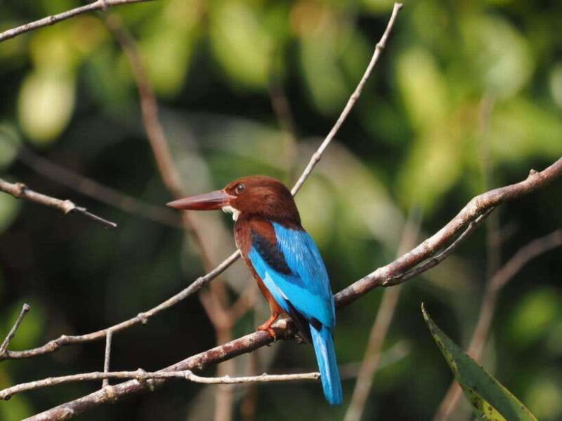 Mirissa: Nilwala River Bird Watching and Crocodile Tour - Who Should Consider This Tour?