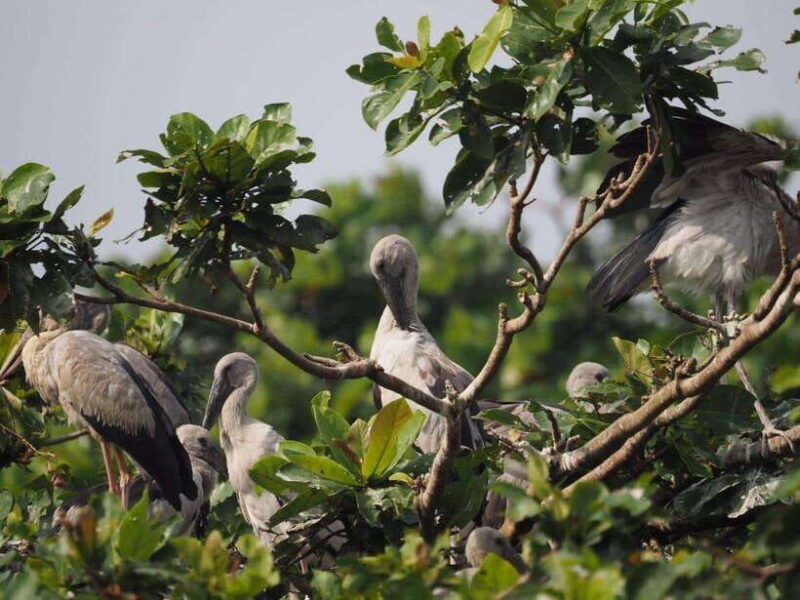 Mirissa: Nilwala River Bird Watching and Crocodile Tour - FAQ about the Nilwala River Bird Watching and Crocodile Tour