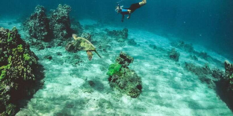 Mirissa: Snorkeling Experience with Turtles - Introduction