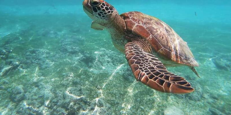 Mirissa: Snorkeling Experience with Turtles - Why This Snorkeling Tour Stands Out