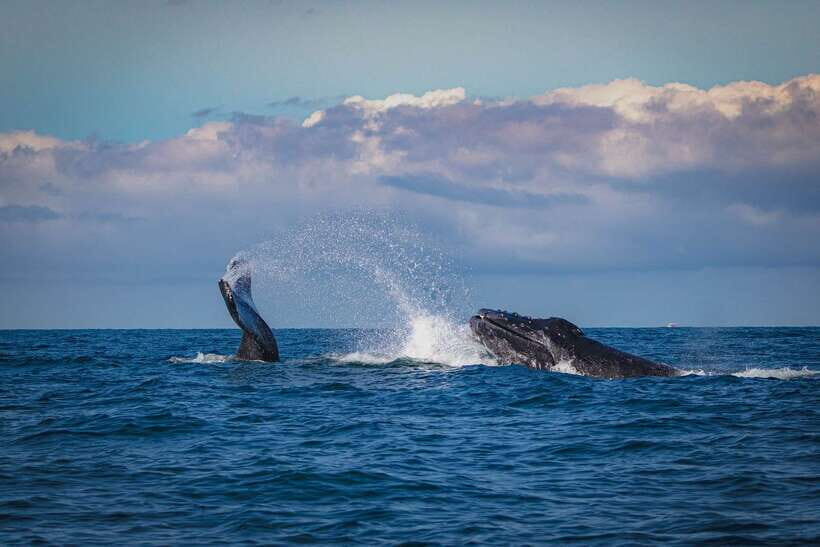 Mirissa: Snorkelling with Whales and Marine Life - Key Points