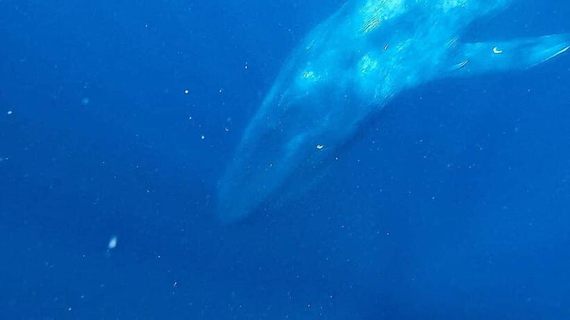 Mirissa: Snorkelling with Whales and Marine Life - The Sum Up