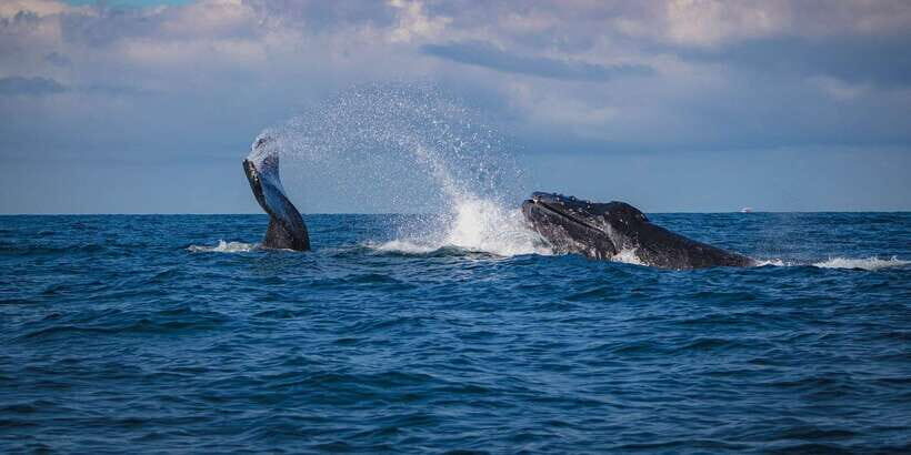 Mirissa: Snorkelling with Whales and Marine Life - FAQ