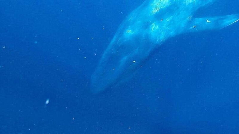 Mirissa: Snorkelling with Whales and Marine Life - Key Points