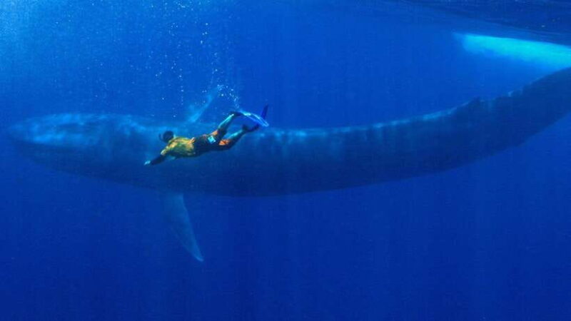 Mirissa: Snorkelling with Whales and Marine Life - The Search for Whales: How It Works