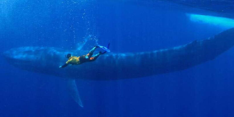 Mirissa: Snorkelling with Whales and Marine Life - Whats Included and What to Bring