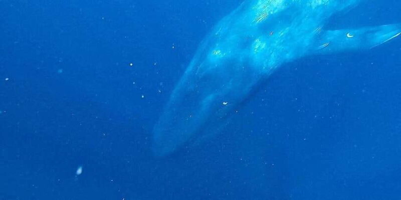 Mirissa: Snorkelling with Whales and Marine Life - The Value of This Experience