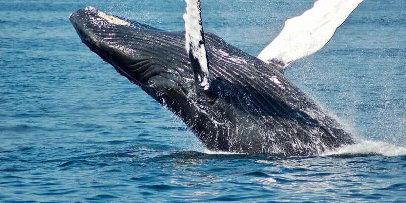 Mirissa: Snorkelling with Whales and Marine Life - Practicalities and Considerations