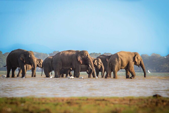 Mirissa to Ella Shuttle & Safari Drive (Breakfast included) - Final Thoughts: Is This Tour Worth It?