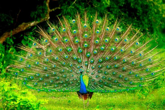 Mirissa To Ella Via Udawalawe Safari With Holiday Walkers Sri Lanka - Authenticity and Value