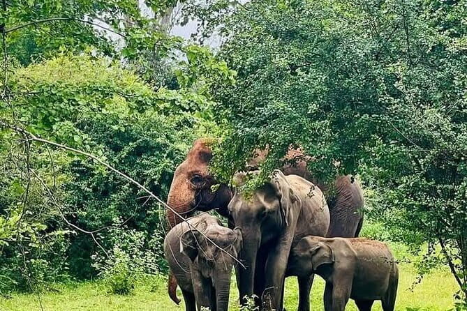 Mirissa, Weligama, Ahangama Transfer to Ella and Udawalawa Safari - The Itinerary in Detail