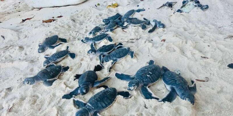 Mirissa/Weligama/Galle: Galle & Bentota Coastal Day Tour - Overview of the Galle & Bentota Coastal Day Tour