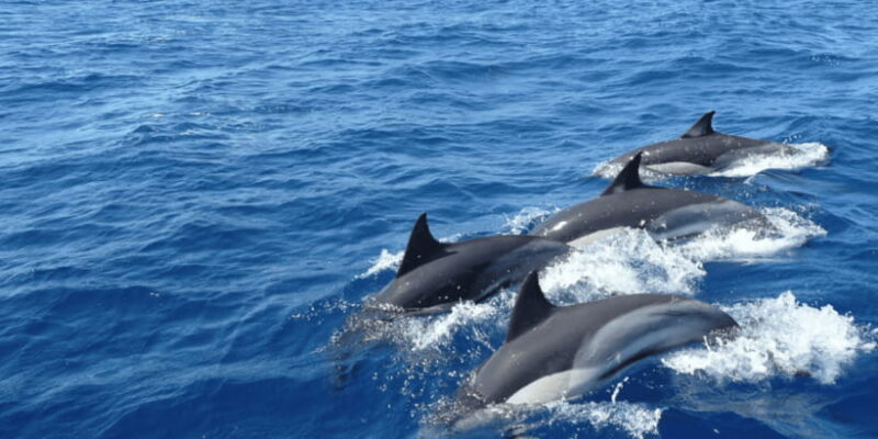 Mirissa: Whale & Dolphin Sightseeing Cruise - Final Thoughts