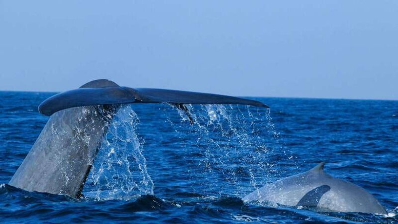 Mirissa: Whale & dolphin Watching Boat Tour with Breakfast - Real Experiences and What Travelers Say