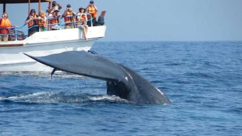 Mirissa: Whale & dolphin Watching Boat Tour with Breakfast - Who Is This Tour Best For?