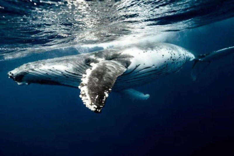 Mirissa: Whale Watching Cruise - Why Mirissa is the Ideal Spot for Whale Watching