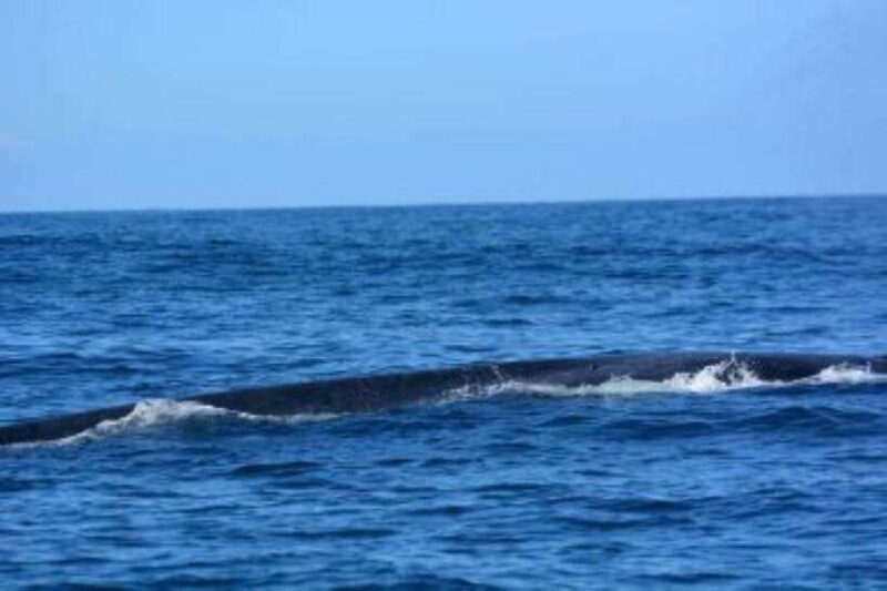Mirissa: Whale Watching Cruise - Who Would Enjoy This Tour?