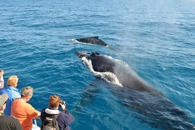 Mirissa Whale watching, Stilt Fishing & Turtle Tour From Colombo - FAQ
