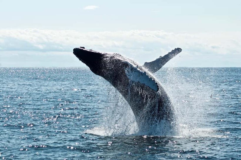 Mirissa: Whale Watching Tour - Key Points