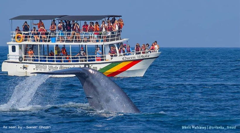 Mirissa: Whale Watching Tour - The Experience Provider