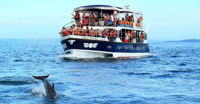 Mirissa Whale Watching, Tour A Once-in-a-Lifetime Experience - Key Points