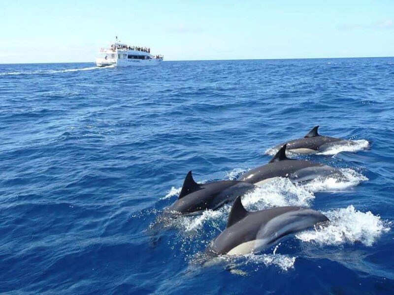 Mirissa Whale Watching, Tour A Once-in-a-Lifetime Experience - The Experience from the Reviews