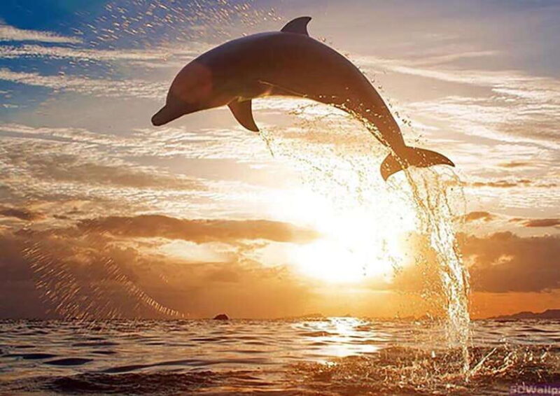 Mirissa Whale Watching, Tour A Once-in-a-Lifetime Experience - The Sum Up