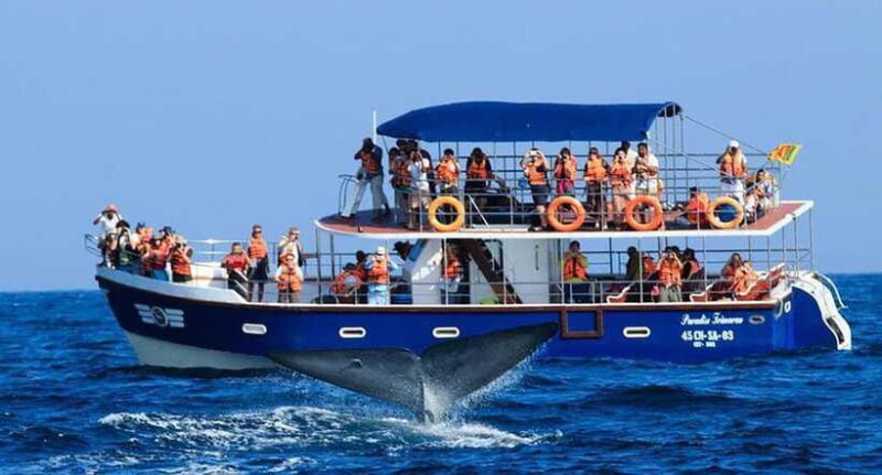 Mirissa Whale Watching, Tour A Once-in-a-Lifetime Experience - FAQ