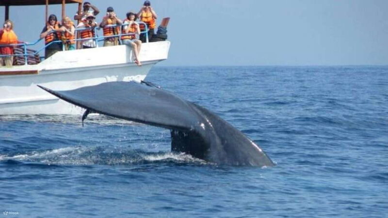 Mirissa: Whale Watching Tour From Colombo or Negombo - Final Thoughts: The Value of a Whale Watching Adventure