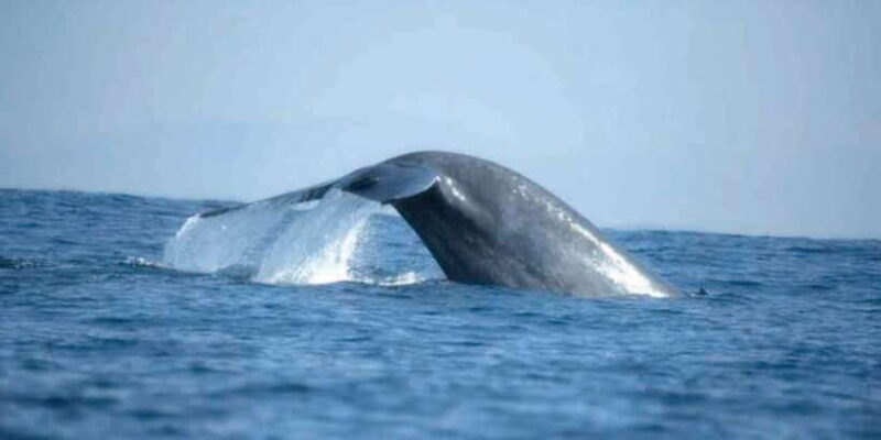 Mirissa: Whale Watching Tour - Key Points