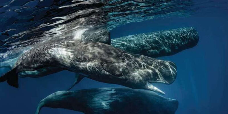 Mirissa: Whale Watching Tour - Final Thoughts