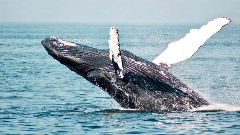 Mirissa Whale Watching-Yala Safari & Galle Fort Night Escape - Key Points