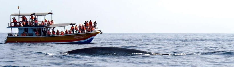 Mirissa Whale Watching-Yala Safari & Galle Fort Night Escape - An In-Depth Look at the Tour