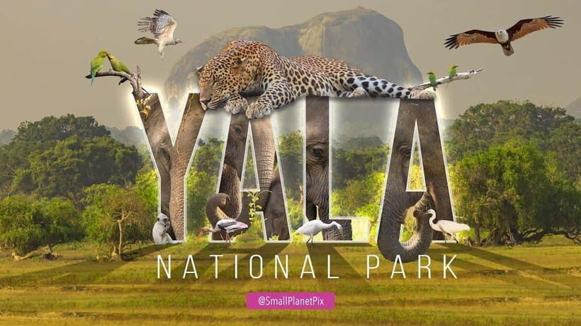 Mirissa Whale Watching-Yala Safari & Galle Fort Night Escape - Who Should Consider This Tour?