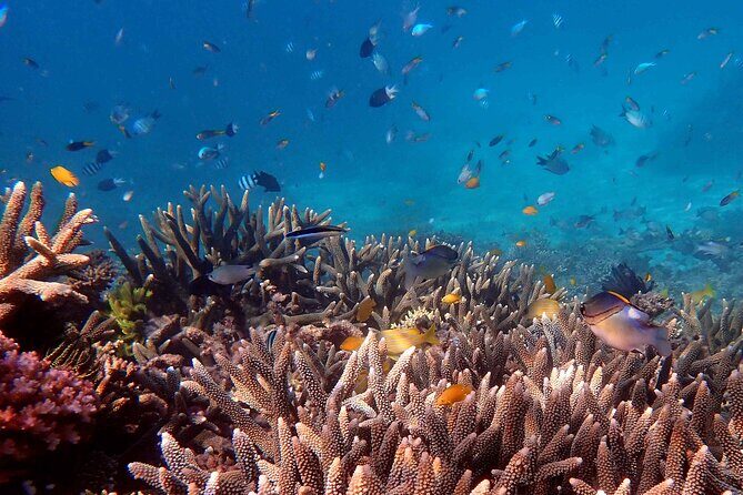 Mission Beach: Small Group | Outer Reef Snorkel & Dunk Island - Key Points