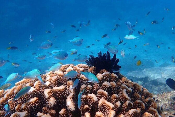 Mission Beach: Small Group | Outer Reef Snorkel & Dunk Island - The Sum Up: Why This Tour Is a Great Choice