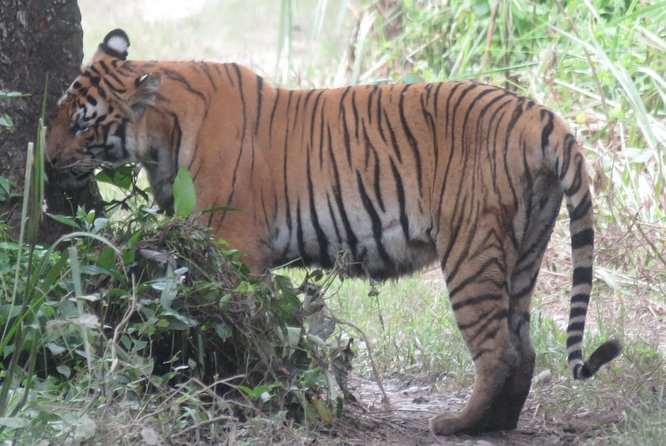 Mission Tiger, 4 days tour inside Chitwan National Park. - What Could Be Better?