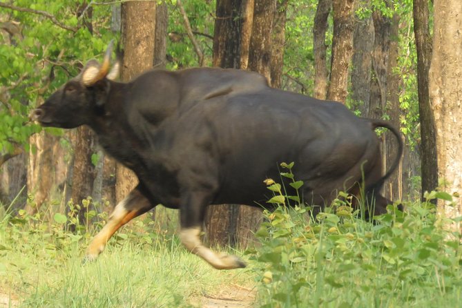 Mission Tiger, 4 days tour inside Chitwan National Park. - Who Would Love This Tour?