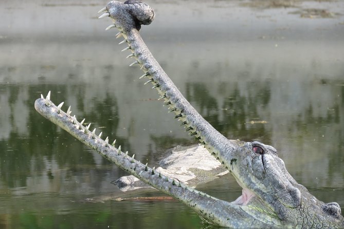 Mission Tiger, 4 days tour inside Chitwan National Park. - Final Thoughts