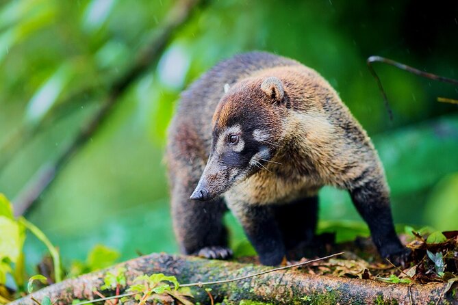 Mistico Arenal Hanging Bridges - Fruit & Guided Walk - Photography Opportunities