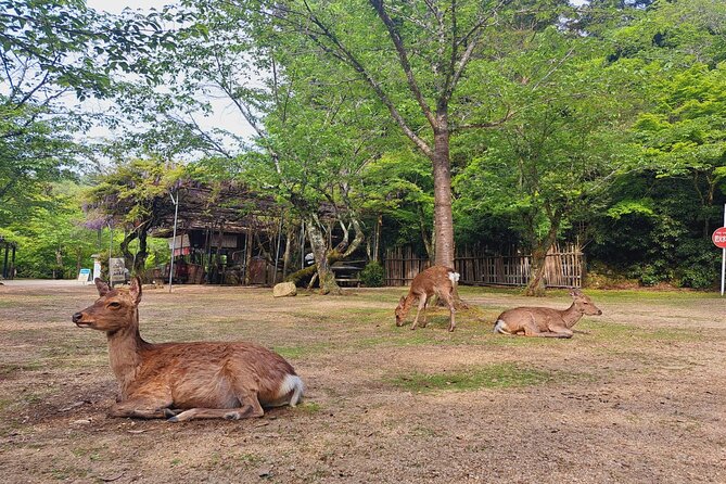 Miyajima UNESCO World Heritage Site Private Tour - Cancellation Policy
