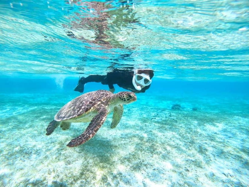 Miyako island: 3 sets! Snorkeling/Limestone Caving/Beach SUP - Key Points